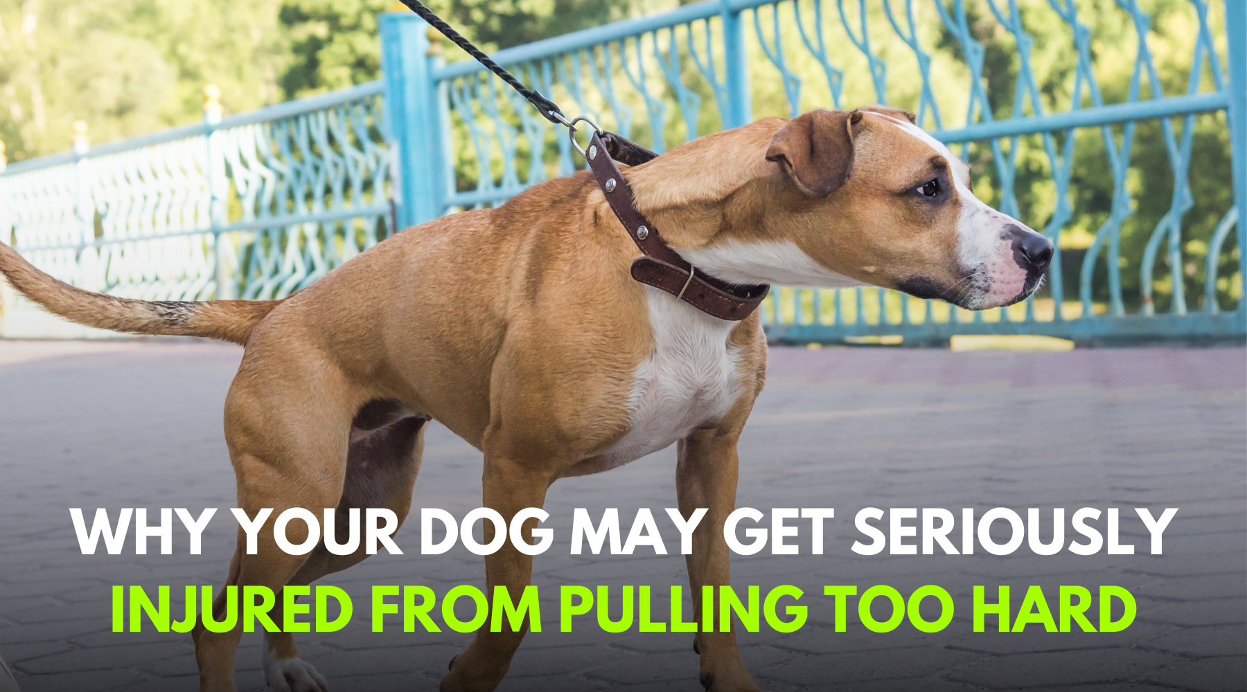 do collars hurt dogs