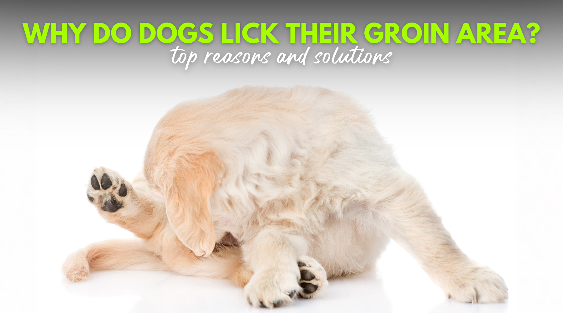 Why is my dog licking their groin area? Top reasons and solutions – Dr ...