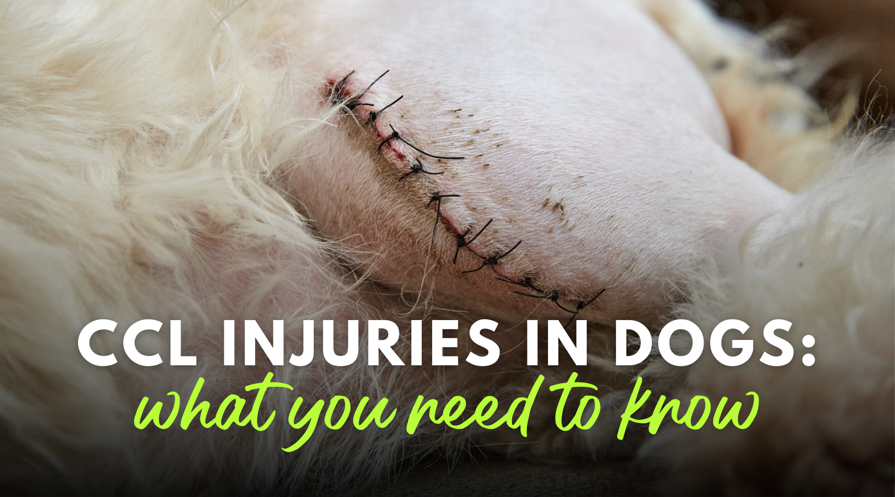 CCL Injuries in Dogs: What You Need to Know – Dr. Dobias Natural Healing