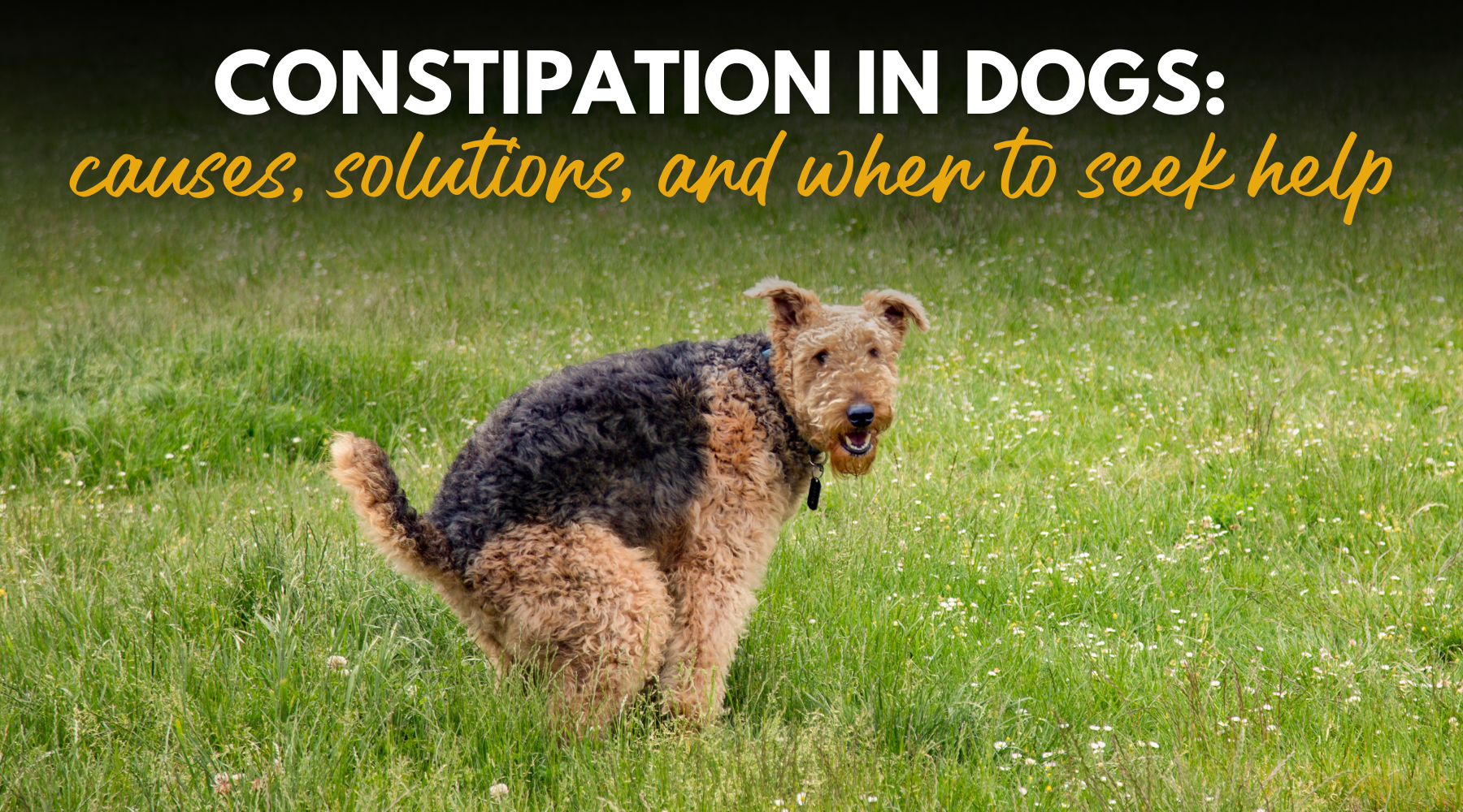 Constipation in Dogs: Causes, Solutions, and When to Seek Help – Dr ...