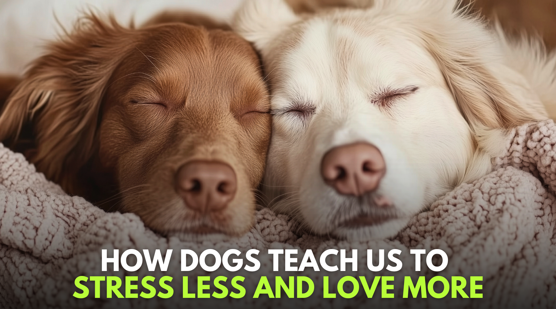 How Dogs Teach Us to Stress Less and Love More – Dr. Dobias Healing ...