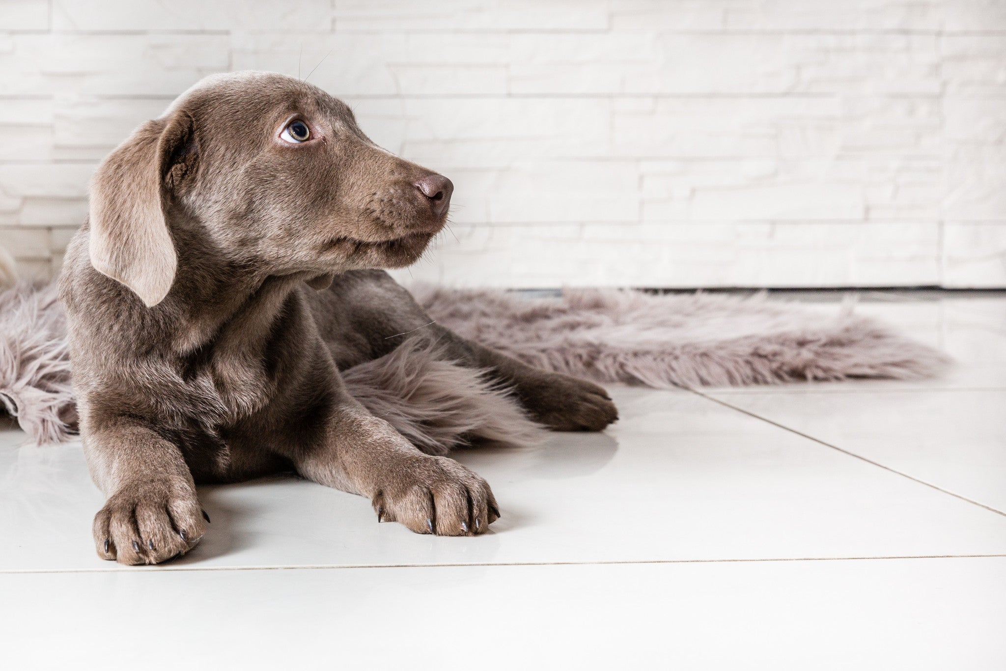 Why Do Dogs Fart? Tips for Managing Digestive Issues in Dogs | Dr ...