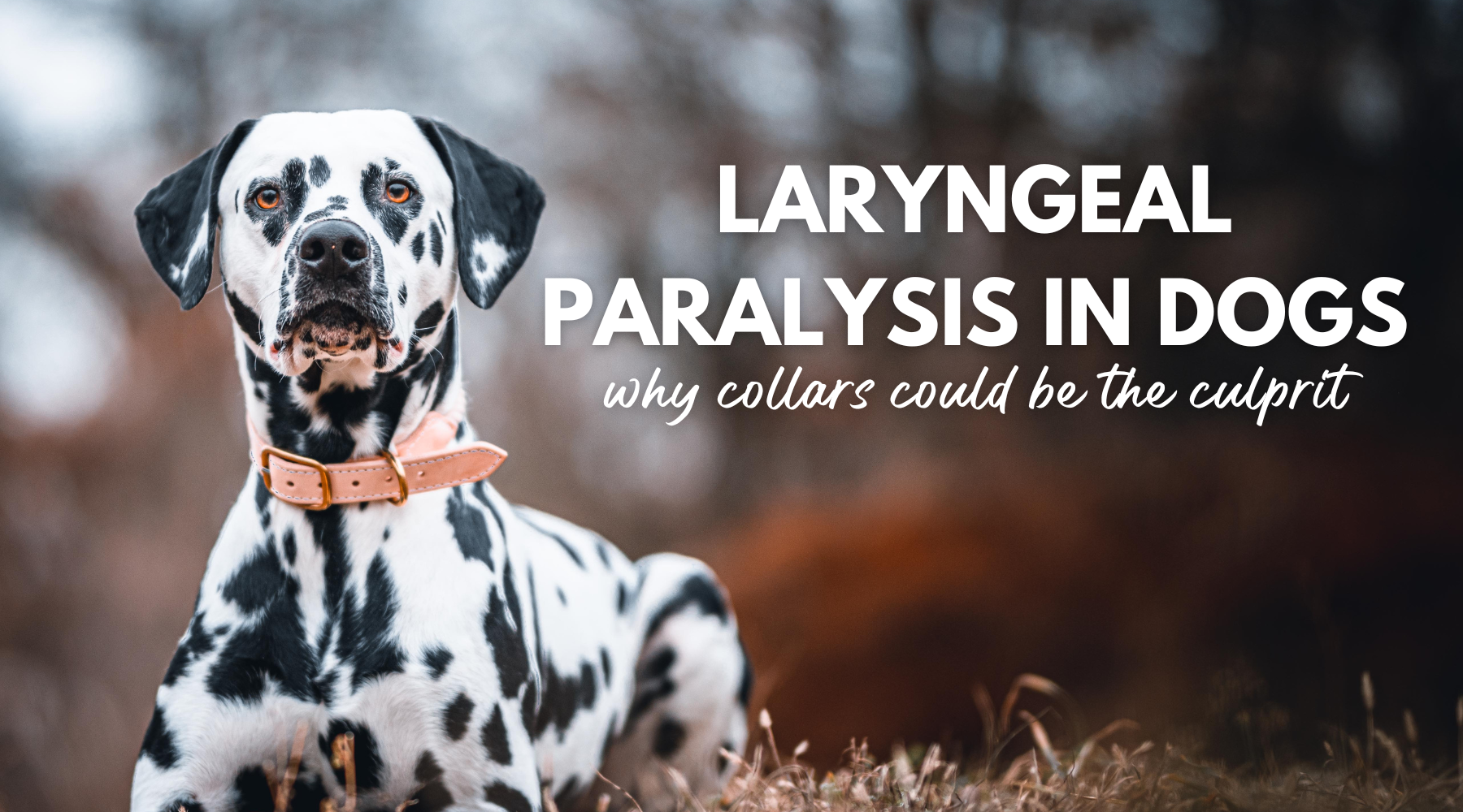 Laryngeal Paralysis in Dogs: Why Collars Could Be the Culprit – Dr ...