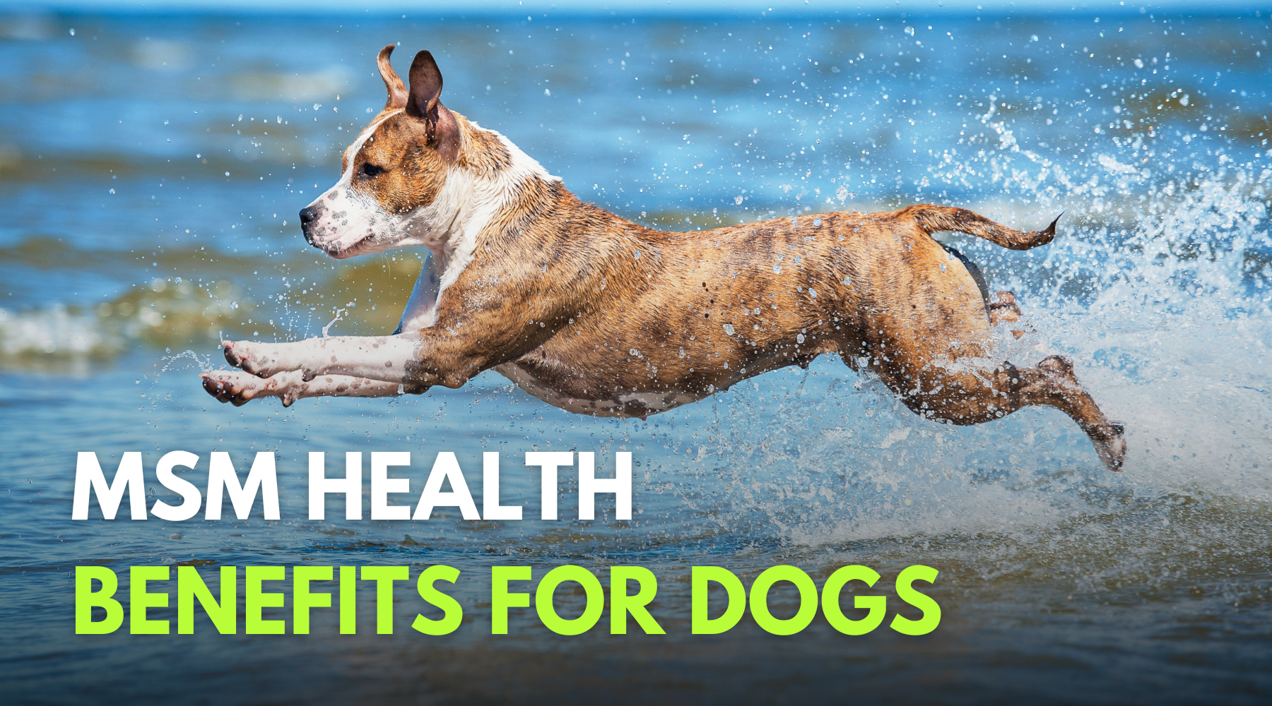 What is MSM for dogs: health benefits and when to use it – Dr. Dobias ...
