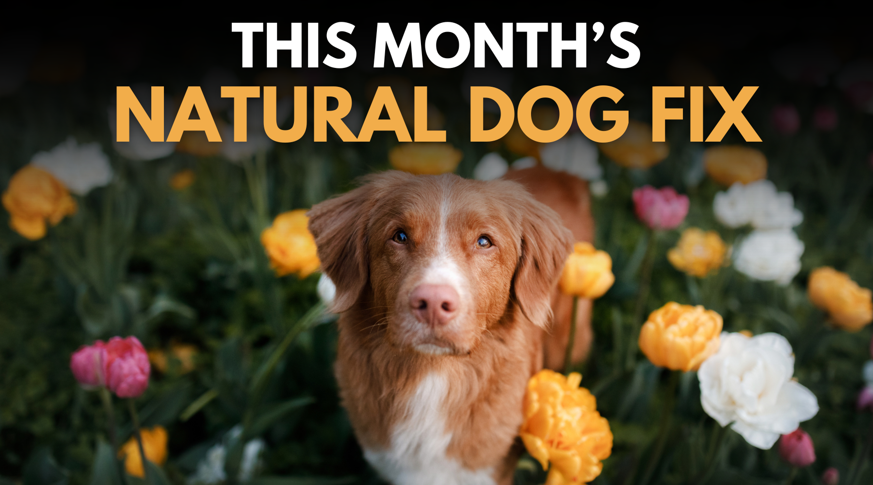 This Month’s Natural Dog Fix – Dr. Dobias Healing Solutions