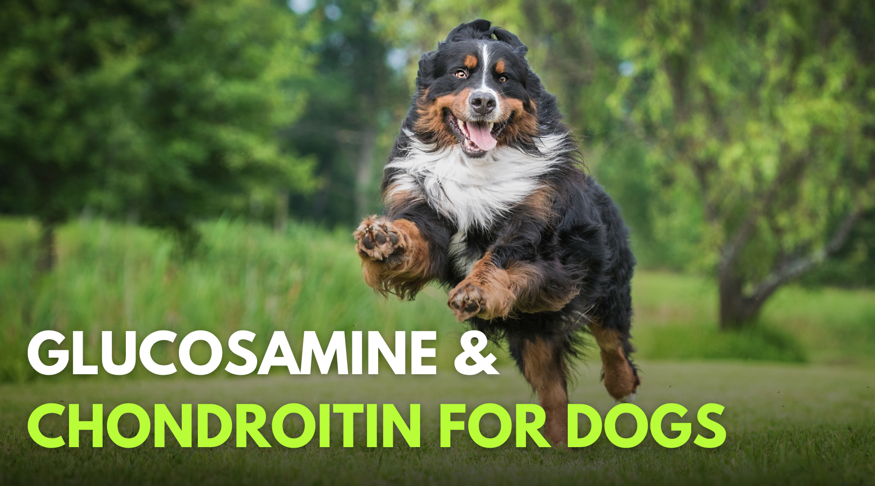 A Dynamic Duo in Joint Health: Glucosamine and Chondroitin for Dogs ...