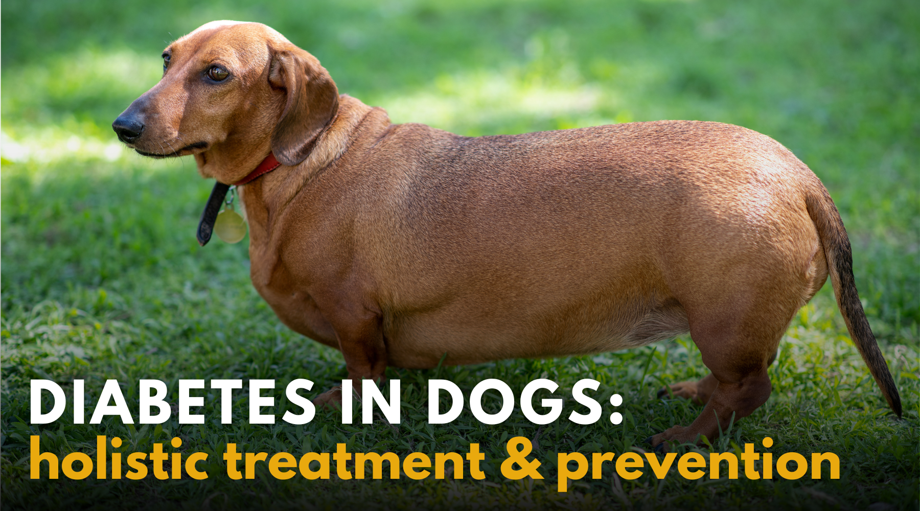 Diabetes in Dogs: Holistic Treatment & Prevention | Dr. Dobias – Dr ...