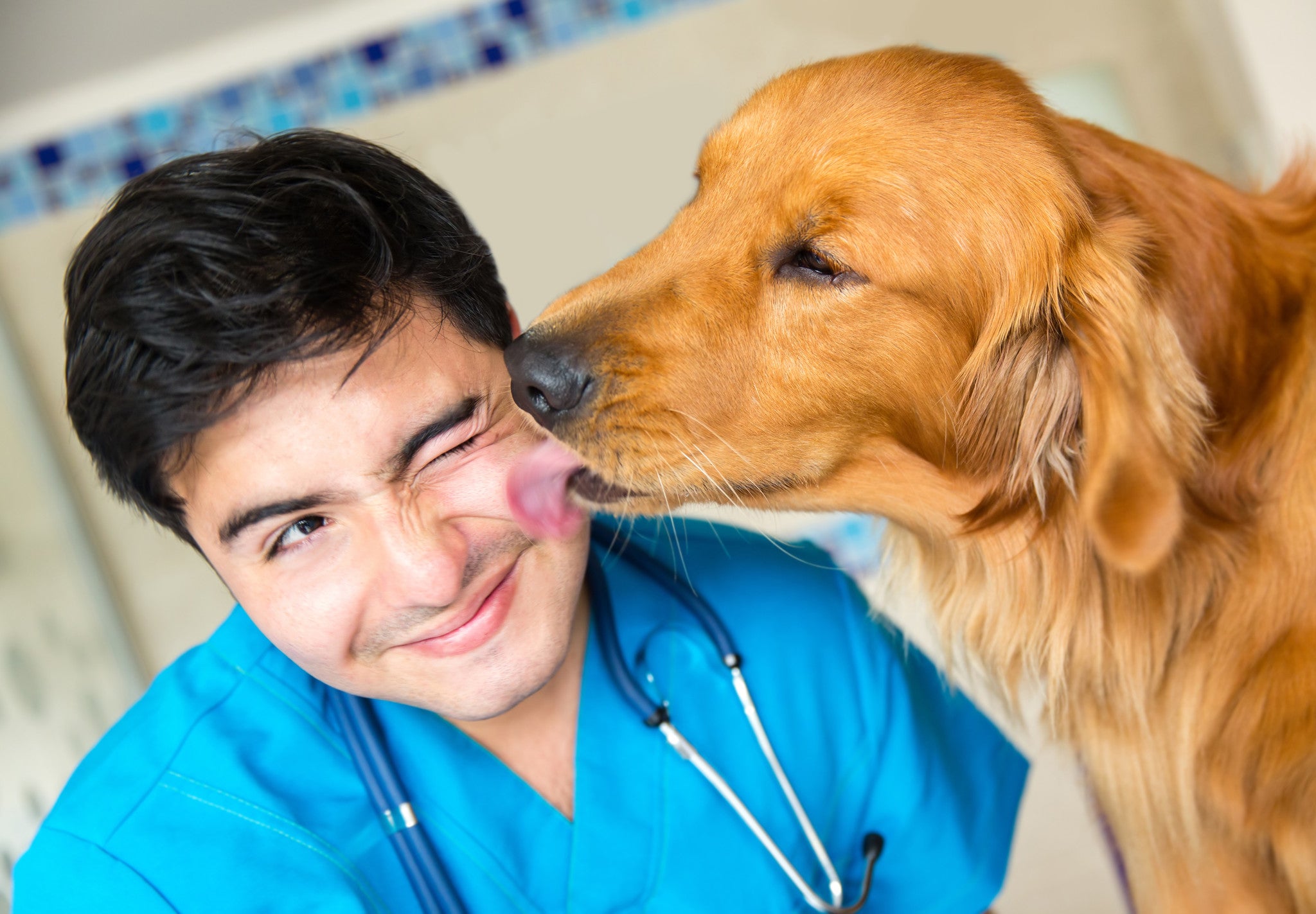 Seven steps to picking the right veterinarian – Dr. Dobias Healing ...