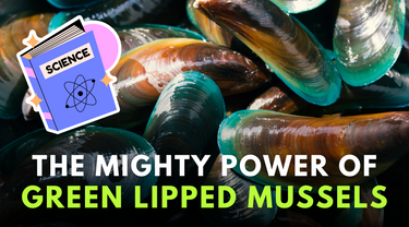 Green-lipped mussel for dogs: A key ingredient in joint and mobility s ...