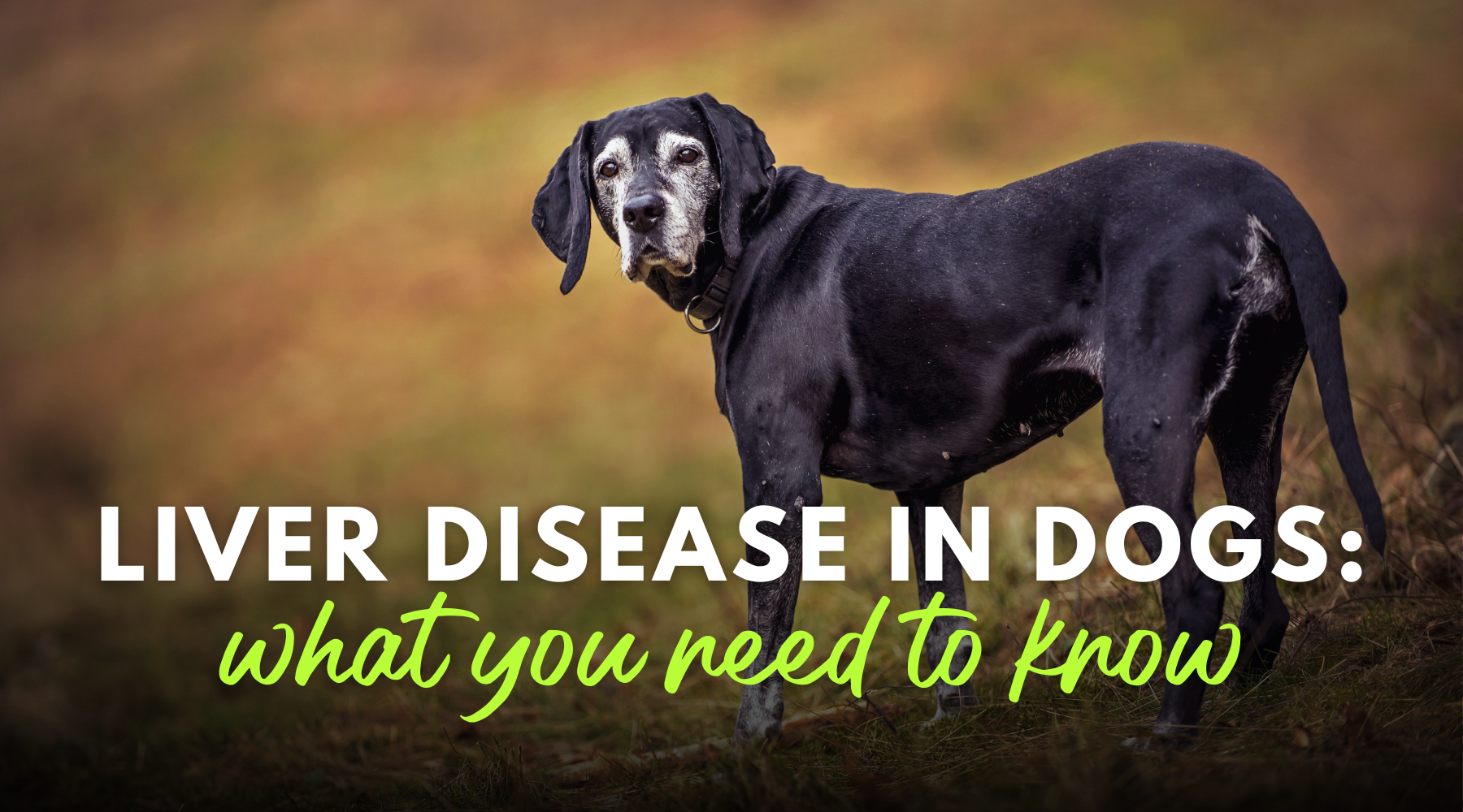 Rising Liver Disease in Dogs: What You Need to Know – Dr. Dobias ...