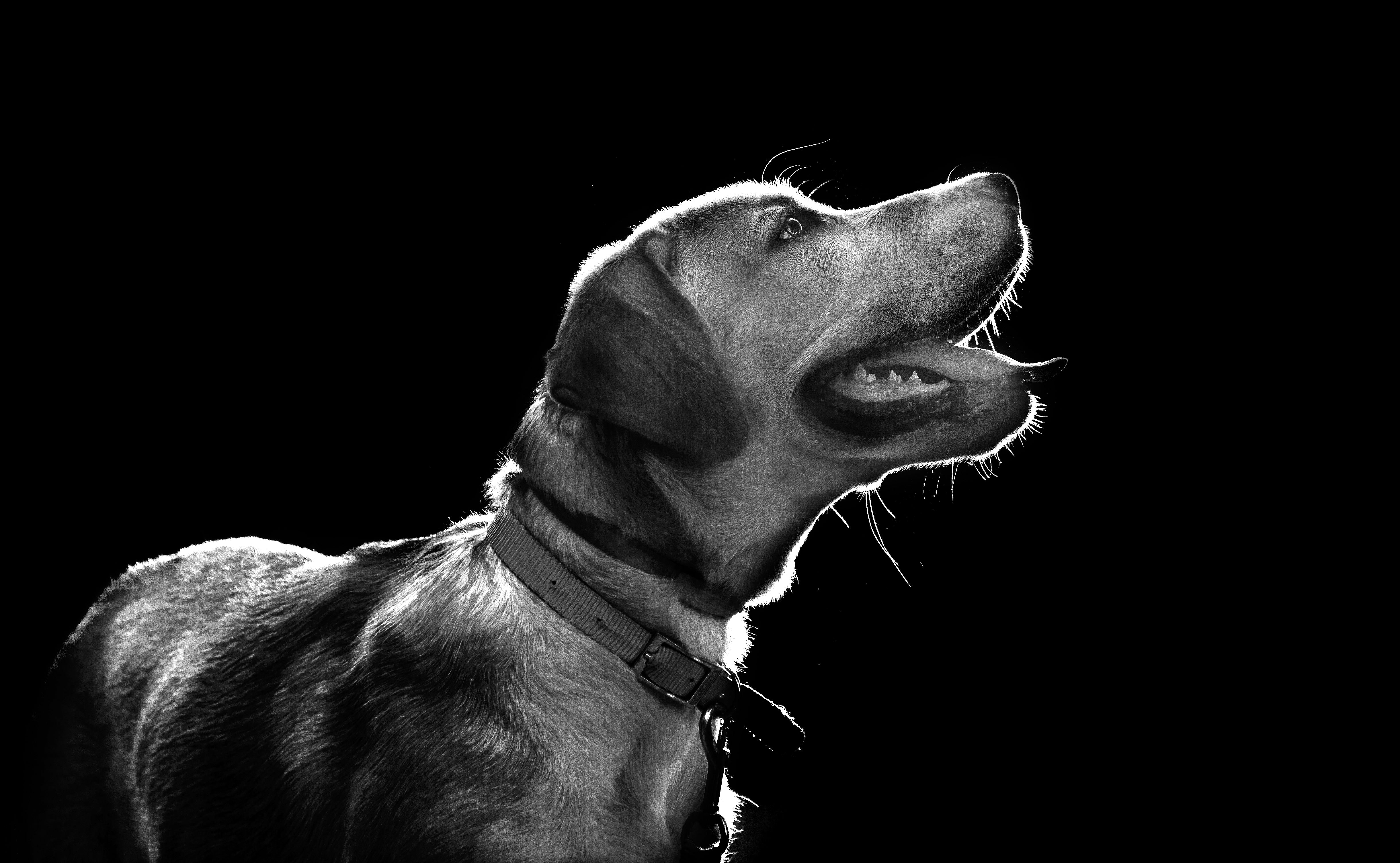 7 Tips to Keep Your Dog Safe During an Eclipse I Dr. Peter Dobias – Dr ...