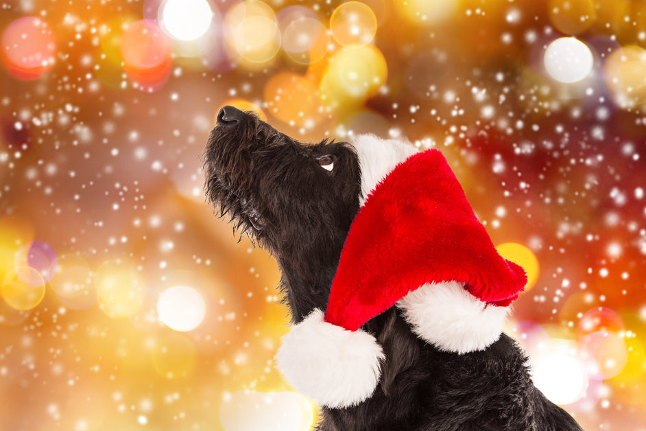 9 Tips For a Safe and Happy Holiday For Your Dog I Dr. Peter Dobias