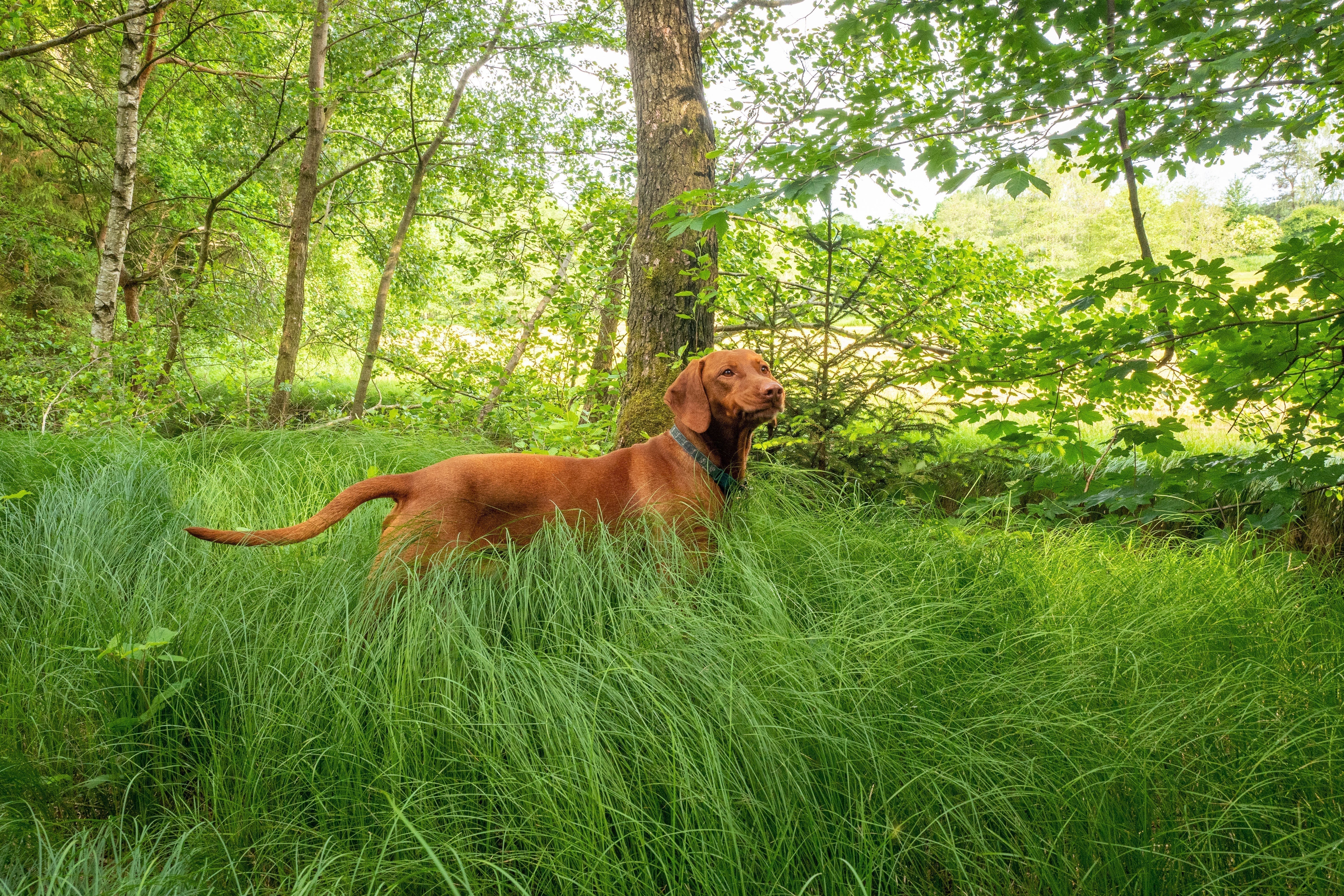 Dogs of Europe having fun - a photography collection – Dr. Dobias ...