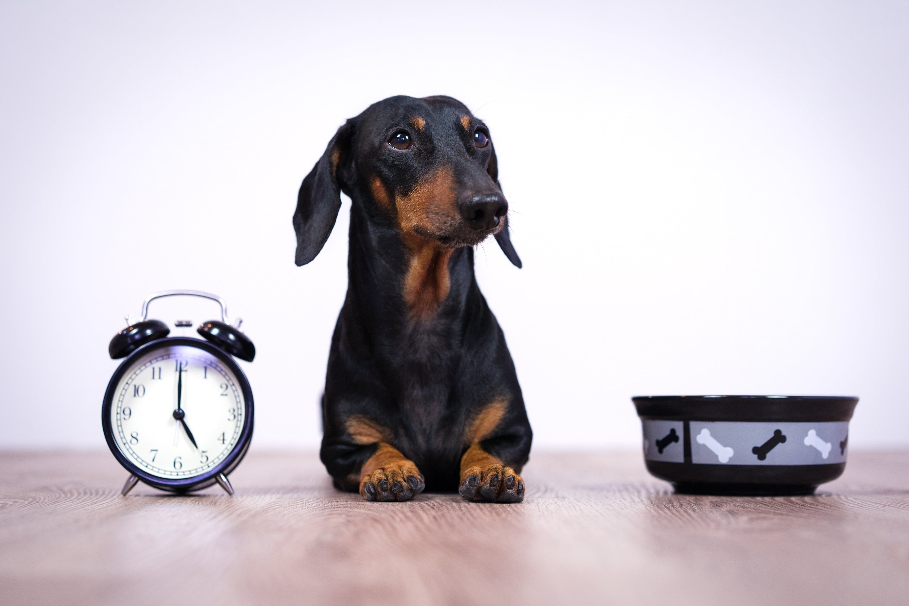 What is the best time to feed your dog or puppy, and how many times pe ...